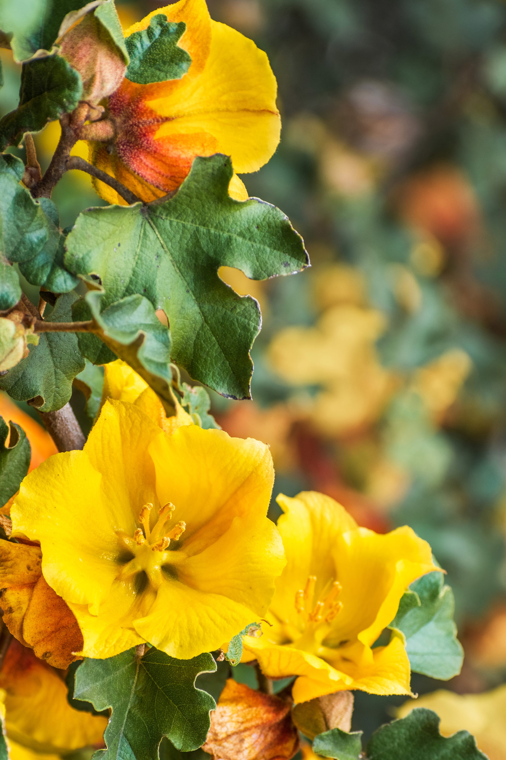 Welcome to FlannelBush Gardens - FlannelBush Gardens