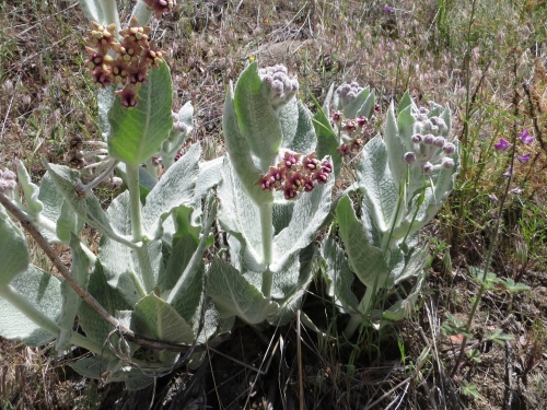 California Milkweed Asclepias californica - FlannelBush Gardens